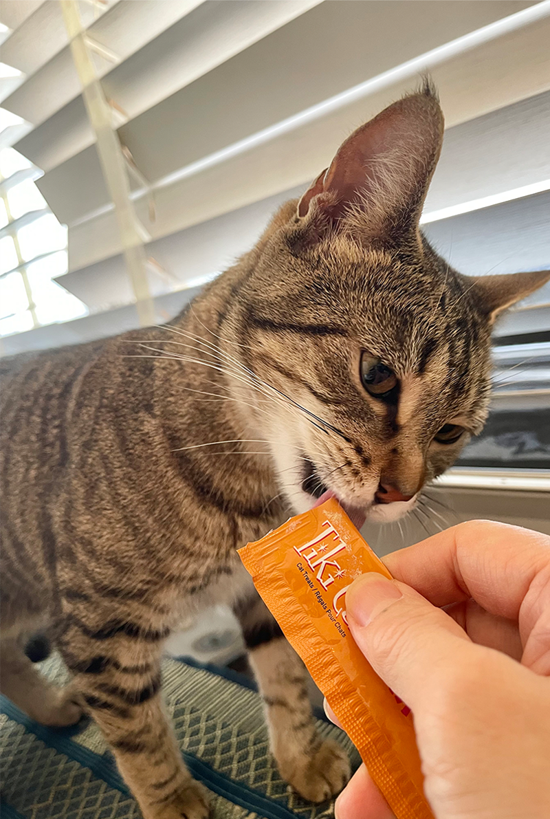 Drop-in Visits - Manhattan Meow