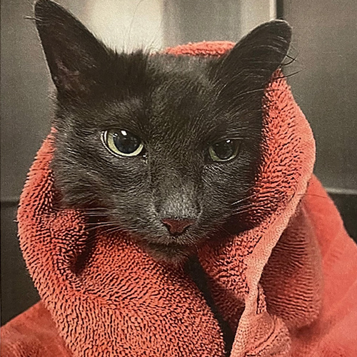 Saira Mussani/Pasha Invoice - Manhattan Meow